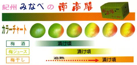 新選青梅「NANKOU」厳選完熟南高梅 4Lサイズ以上 1kg｜梅干し用梅の販売・通販